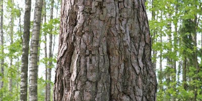 Overview of cross-trees web map | Geoportal | Estonian Land and Spatial ...